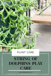 String of Dolphins Plant Care and Growing Guide - Paisley Plants