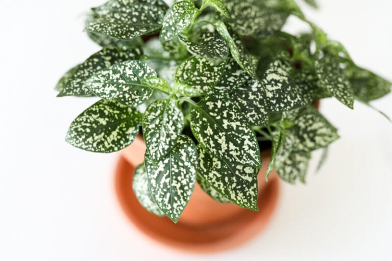 How to Propagate a Polka Dot Plant 3 Different Ways - Paisley Plants