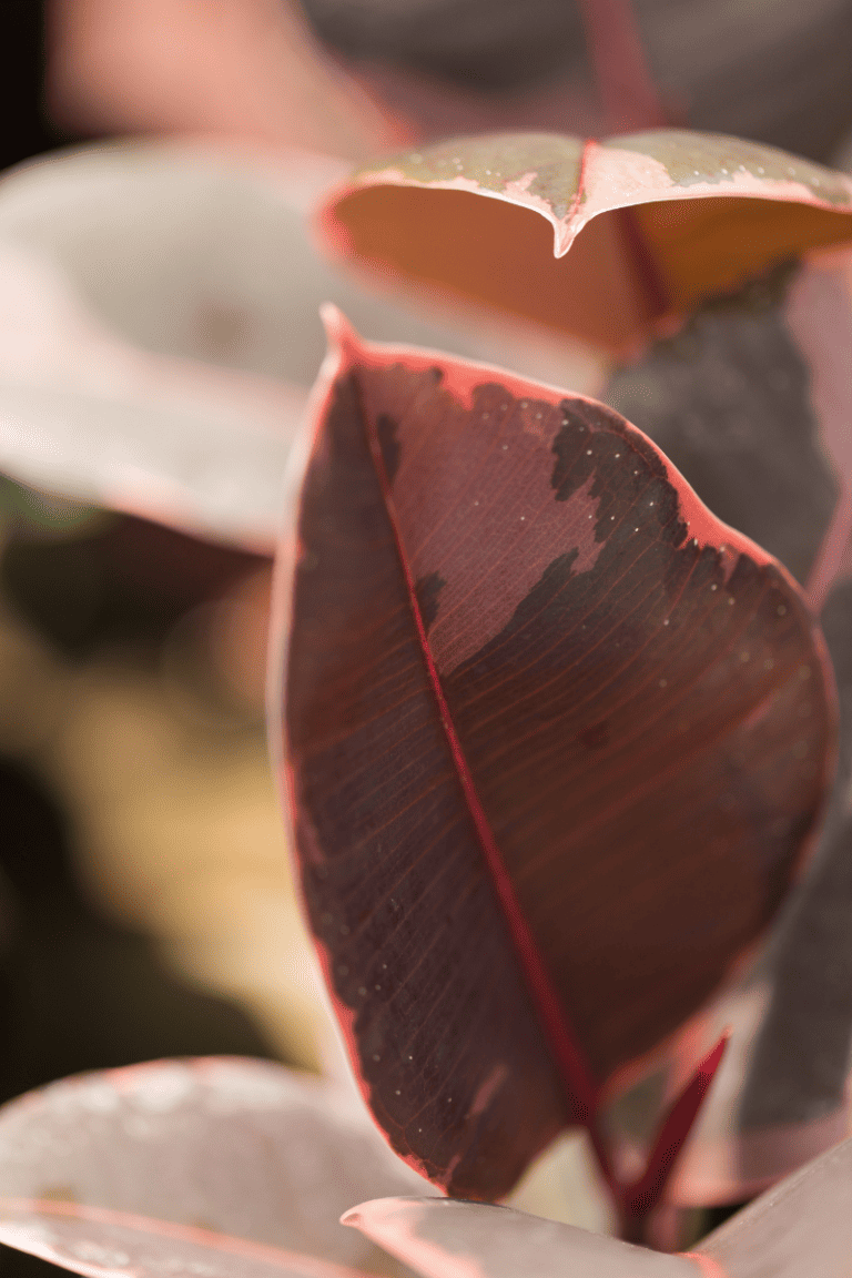 Ruby Rubber Plant Care Guide (Ficus Elastica ‘Ruby’) - Paisley Plants