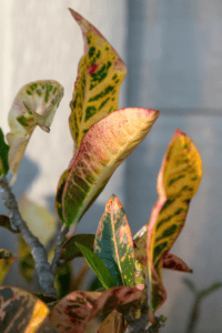 Croton Plant Care Guide: Everything You Need to Know - Paisley Plants