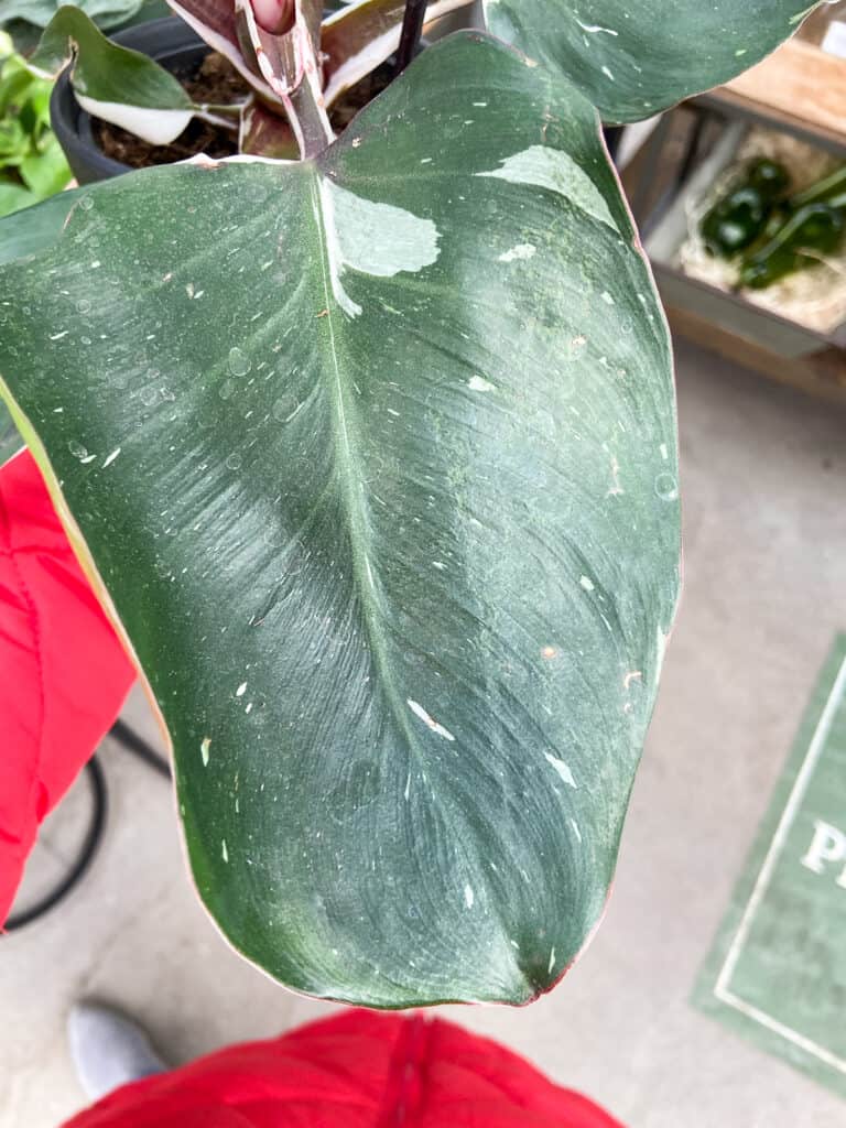 Philodendron White Knight Care and Growing Guide - Paisley Plants