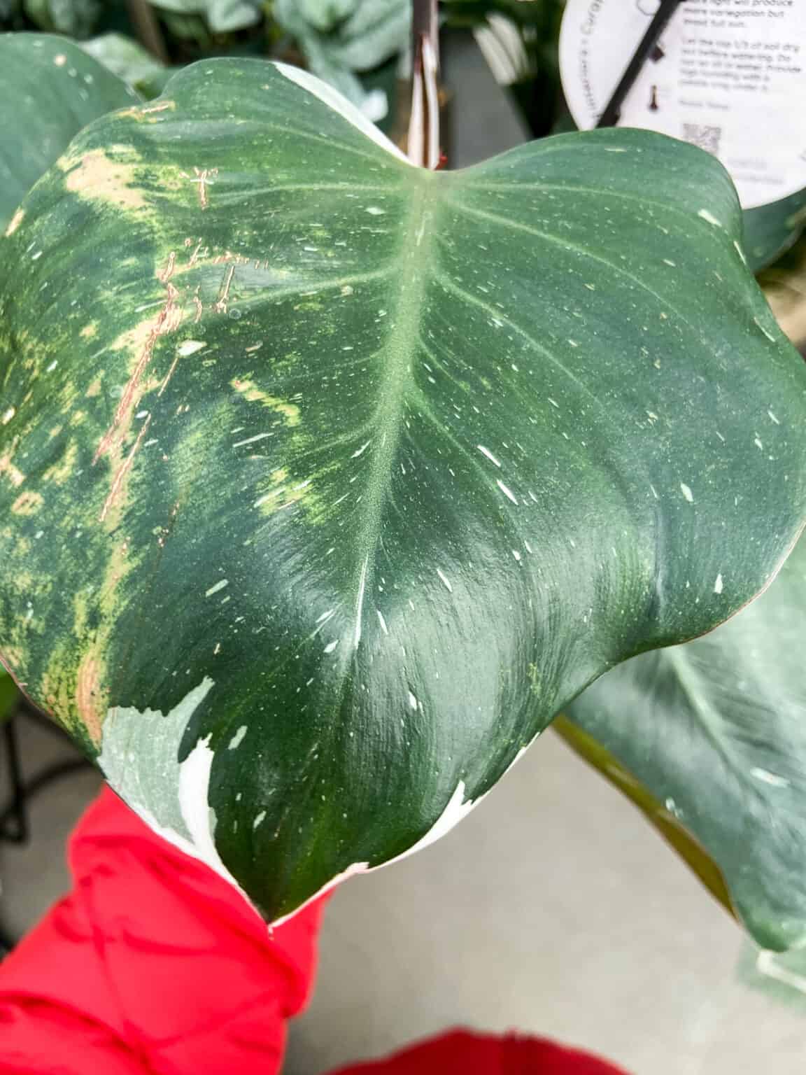 Philodendron White Knight Care and Growing Guide - Paisley Plants