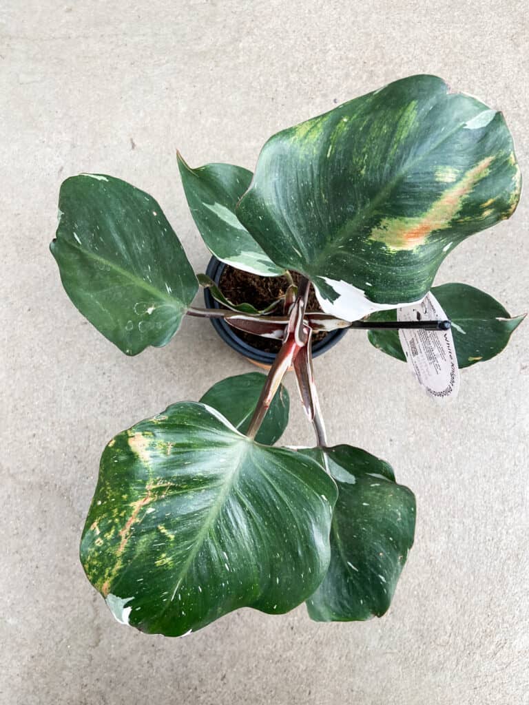 Philodendron White Knight Care and Growing Guide - Paisley Plants