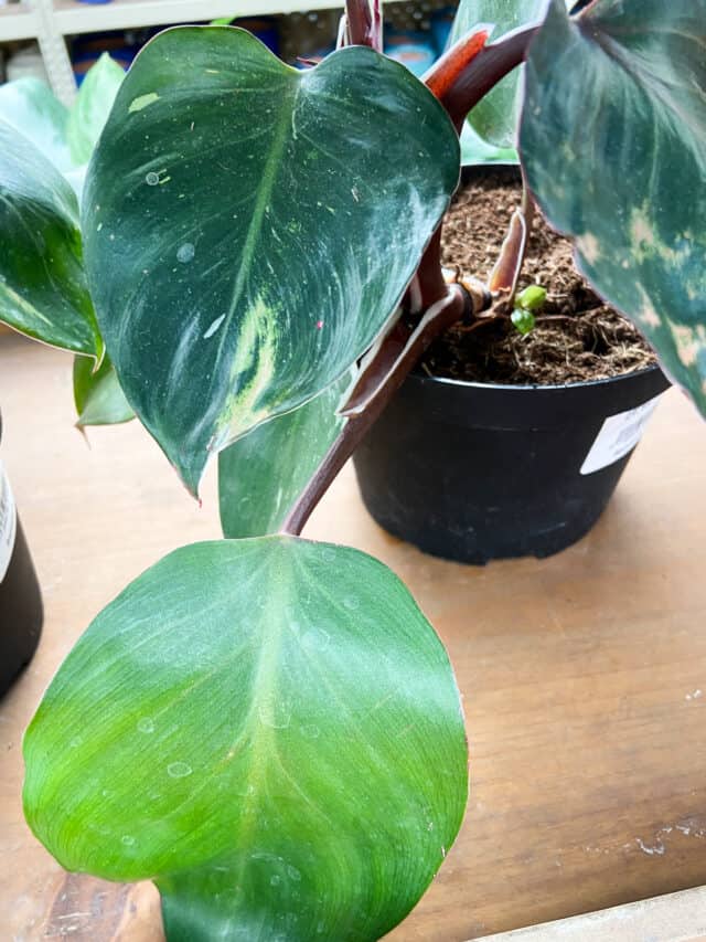 Philodendron White Knight Care and Growing Guide - Paisley Plants