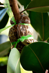 How to Propagate a Rubber Plant Tree 3 Different Ways - Paisley Plants