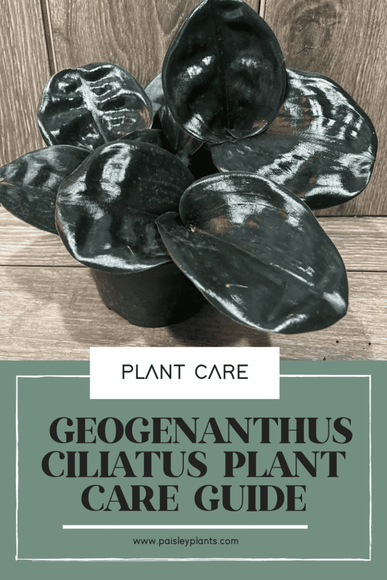 The Ultimate Geogenanthus Ciliatus Plant Care Guide - Paisley Plants
