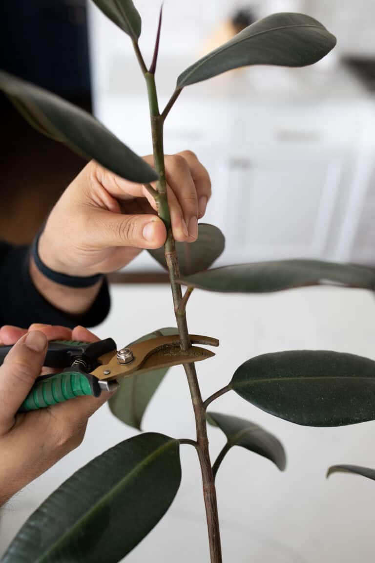 How to Propagate a Rubber Plant Tree 3 Different Ways - Paisley Plants