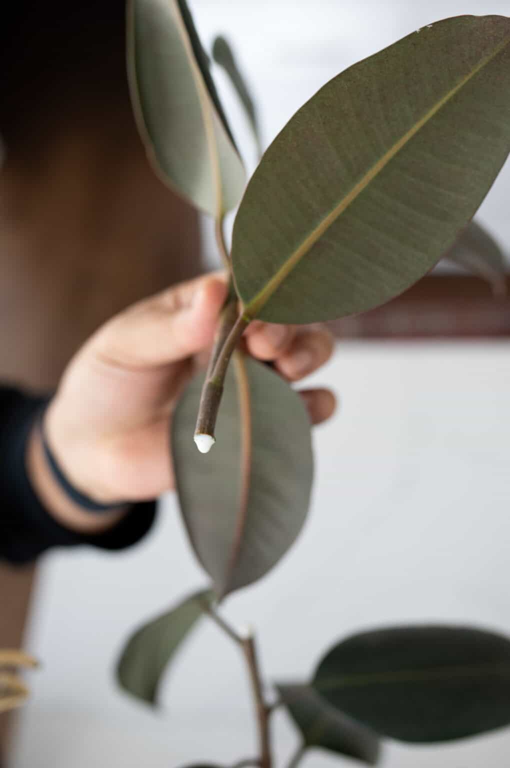 How to Propagate a Rubber Plant Tree 3 Different Ways - Paisley Plants