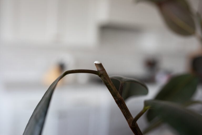 How to Propagate a Rubber Plant Tree 3 Different Ways - Paisley Plants