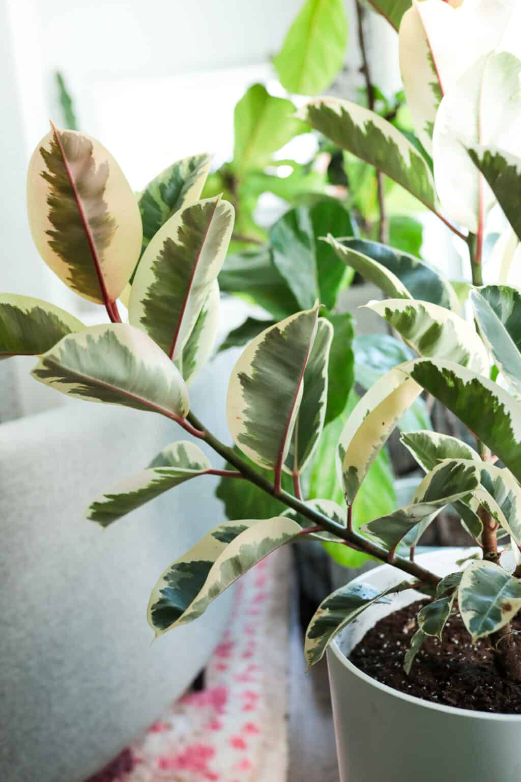 Variegated Rubber Plant Tree Grow and Care Tips - Paisley Plants