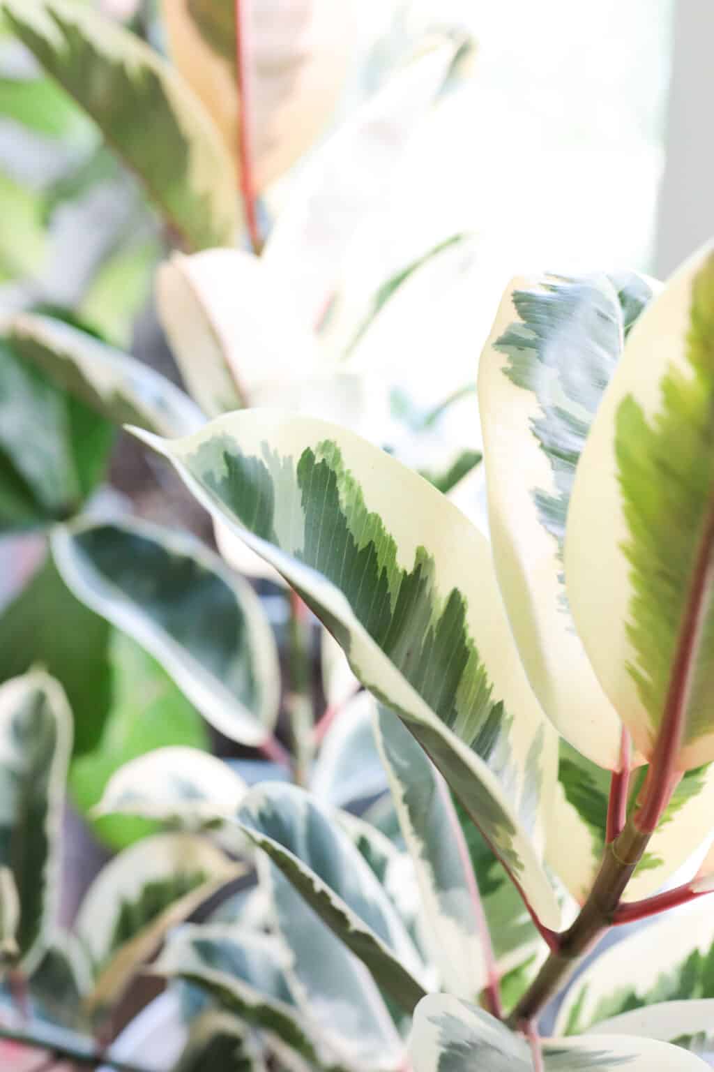 Variegated Rubber Plant Tree Grow and Care Tips - Paisley Plants