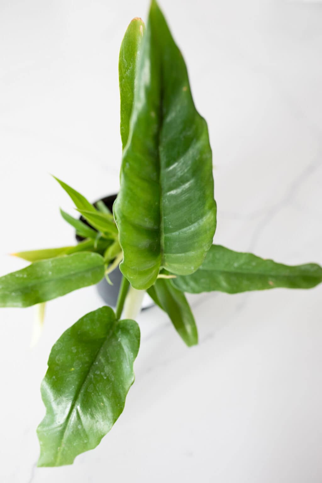 Jungle Boogie Philodendron Care Tips and Tricks - Paisley Plants