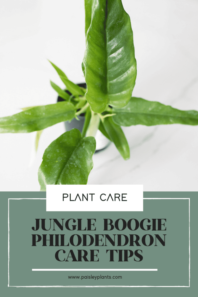 Jungle Boogie Philodendron Care Tips and Tricks - Paisley Plants