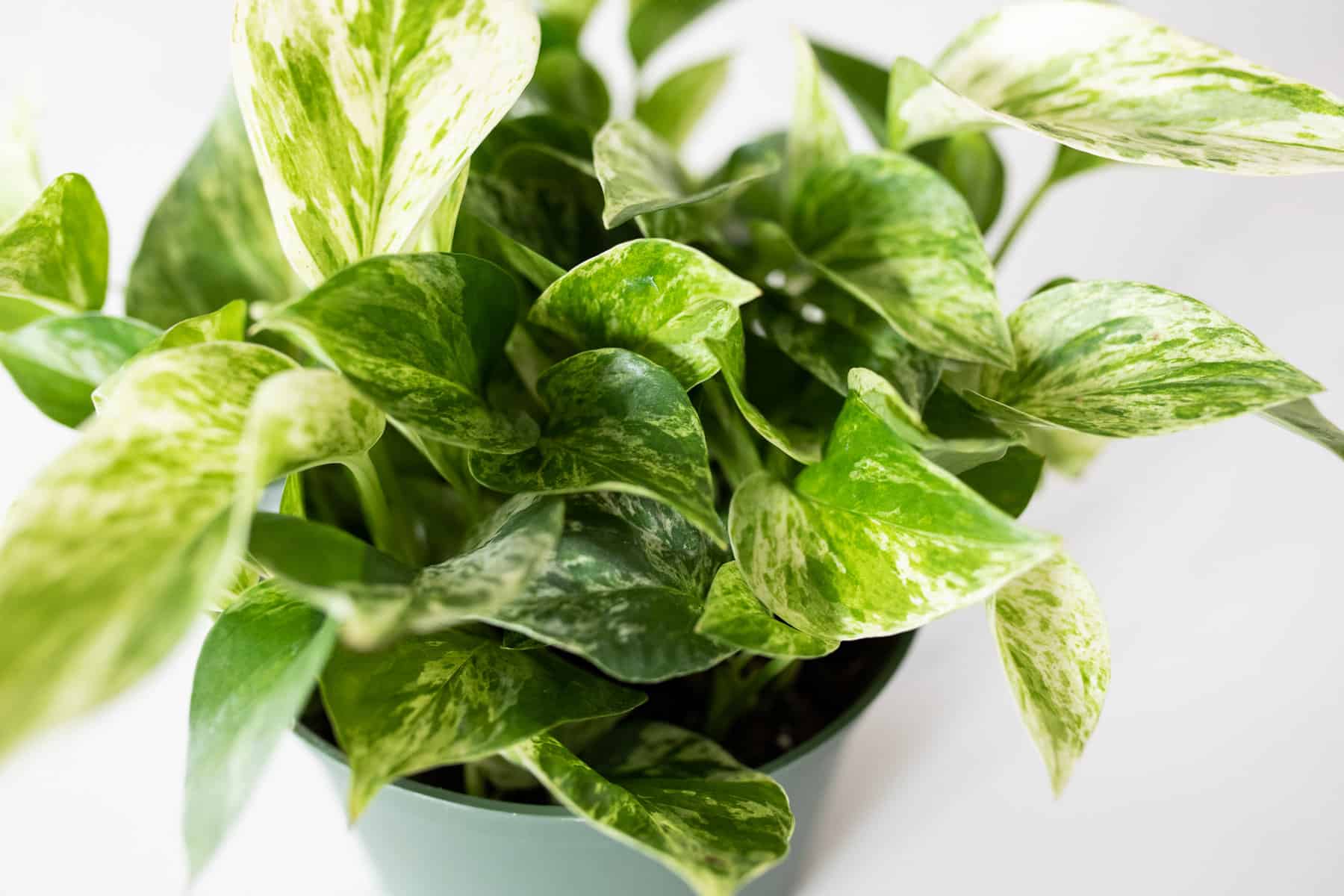 Marble Queen Pothos Plant - Ultimate Care Guide - Paisley Plants