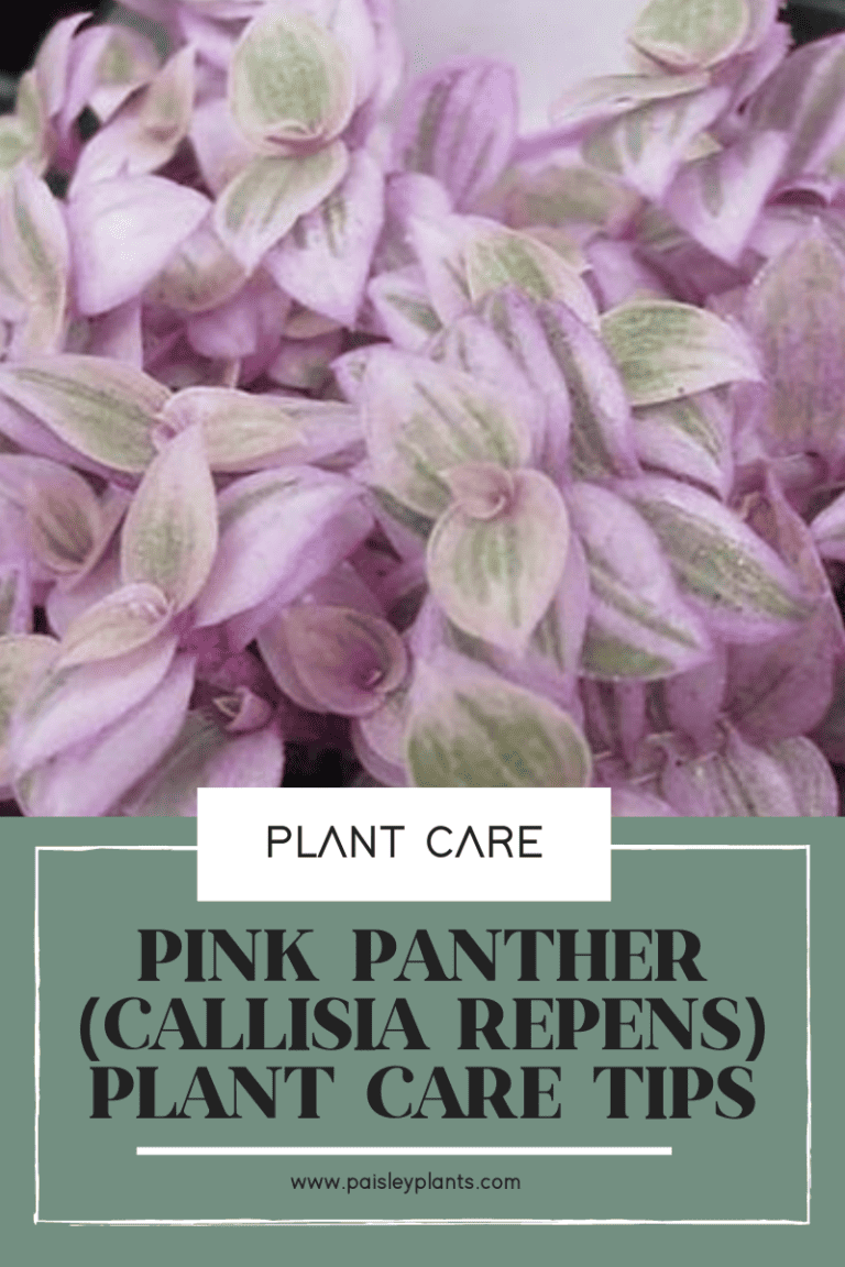 How to Care for Pink Panther (Callisia repens) Plant - Paisley Plants