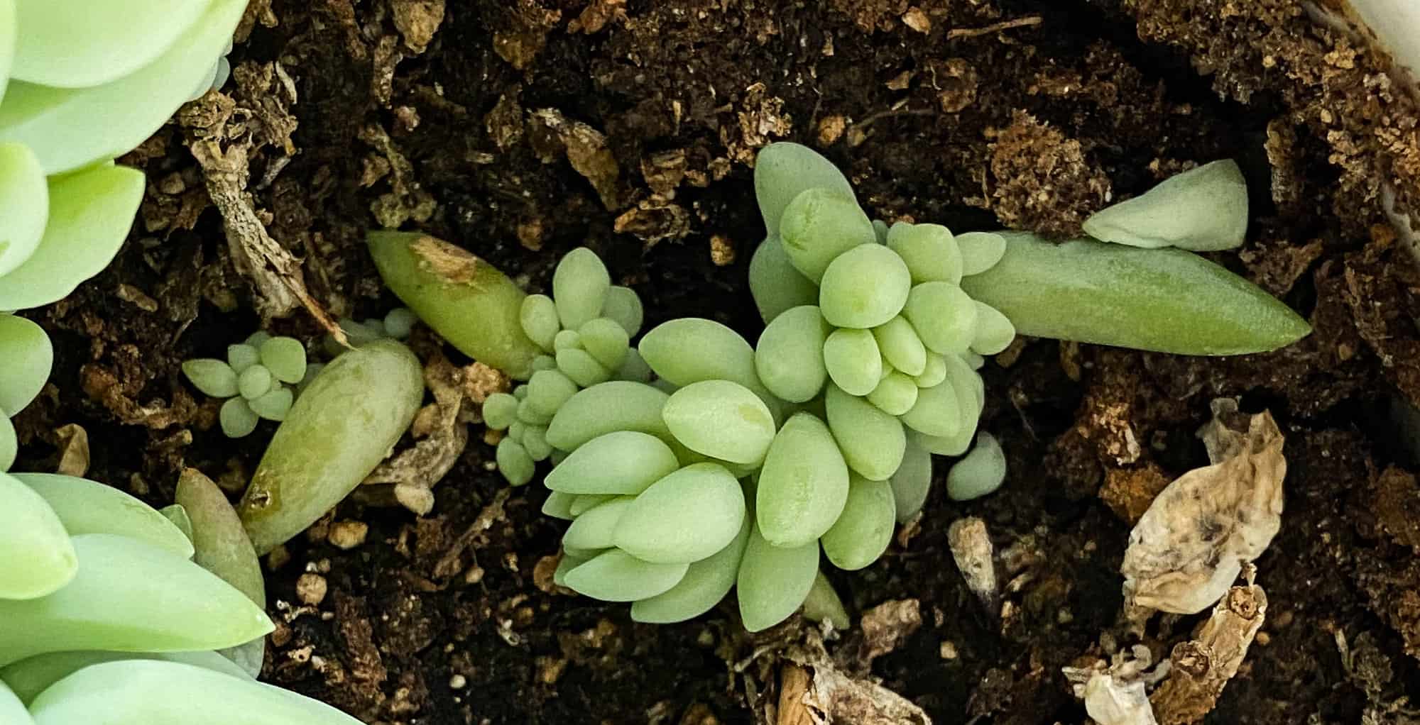 How to Propagate Burro's Tail Succulents 3 Ways - Paisley Plants