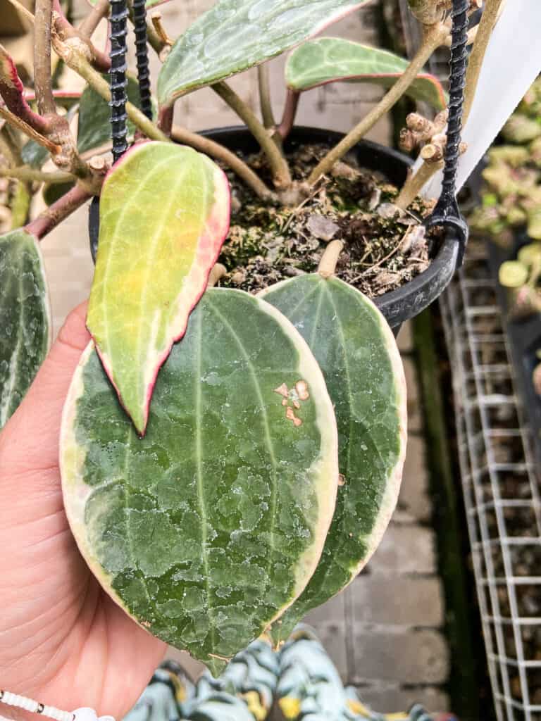 All the Hoya Macrophylla Care Tips You Need to Know
