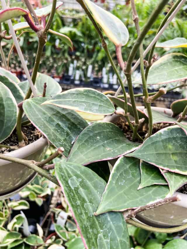All the Hoya Macrophylla Care Tips You Need to Know