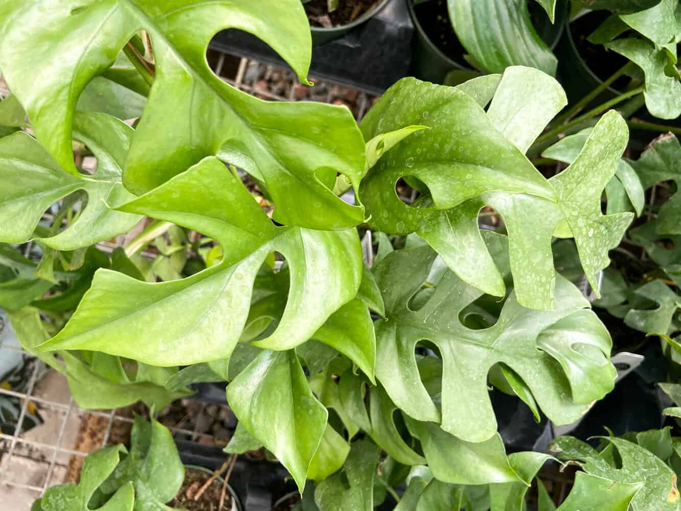 The Ultimate Monstera Minima Care Guide