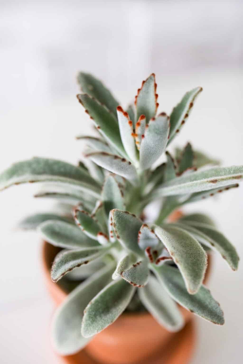 Panda Plant (Kalanchoe Tomentosa) Care Tips & Varieties
