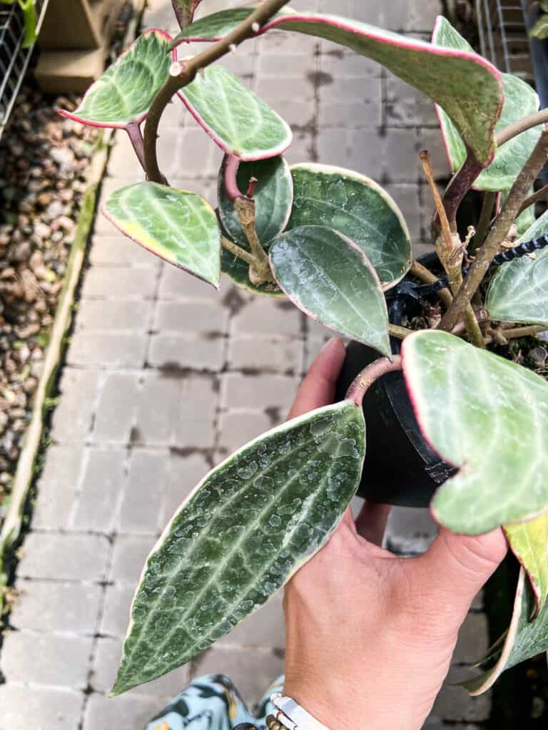 All the Hoya Macrophylla Care Tips You Need to Know
