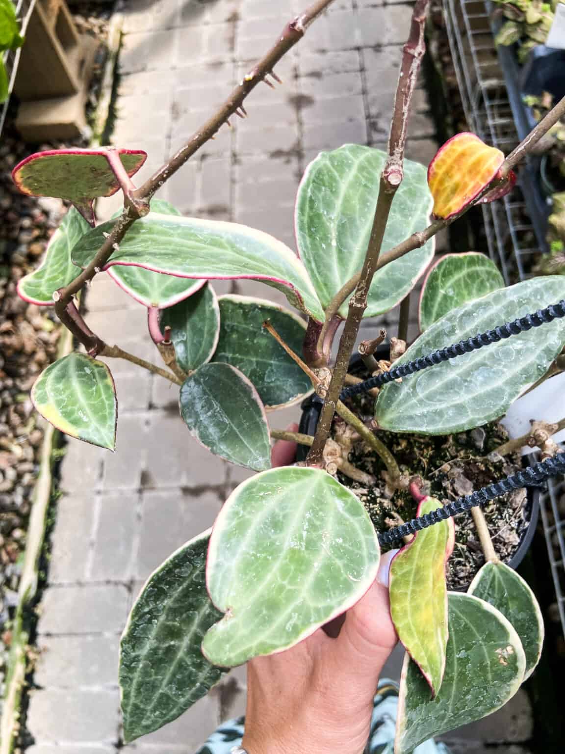 All the Hoya Macrophylla Care Tips You Need to Know