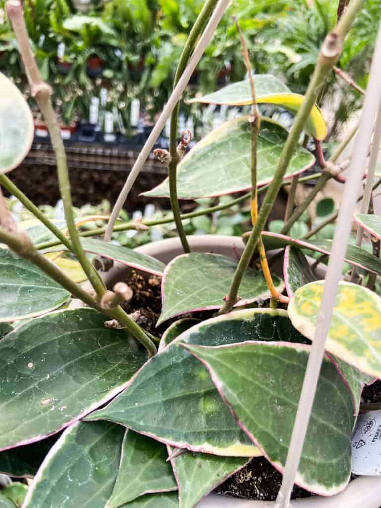 All the Hoya Macrophylla Care Tips You Need to Know