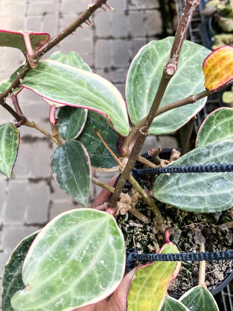 All the Hoya Macrophylla Care Tips You Need to Know