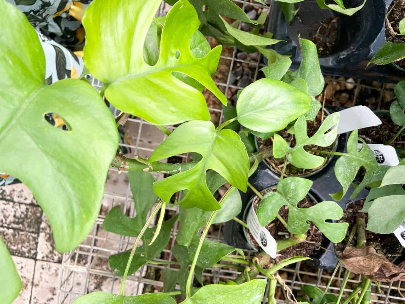 The Ultimate Monstera Minima Care Guide
