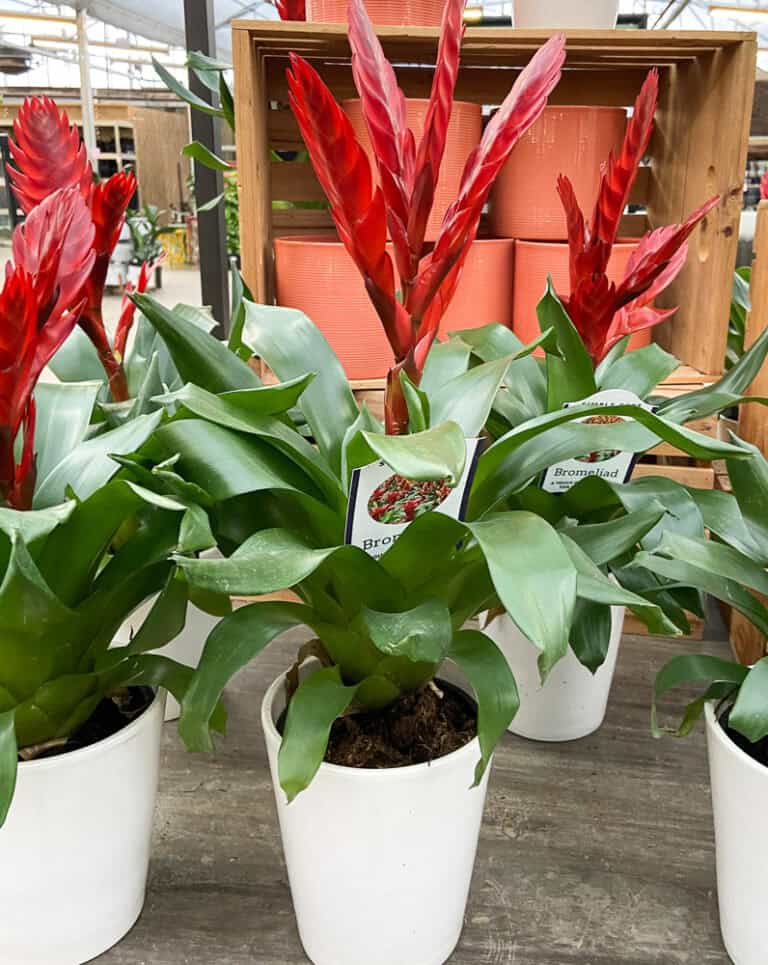 How to Grow and Care for Bromeliad Plants Indoors - Paisley Plants
