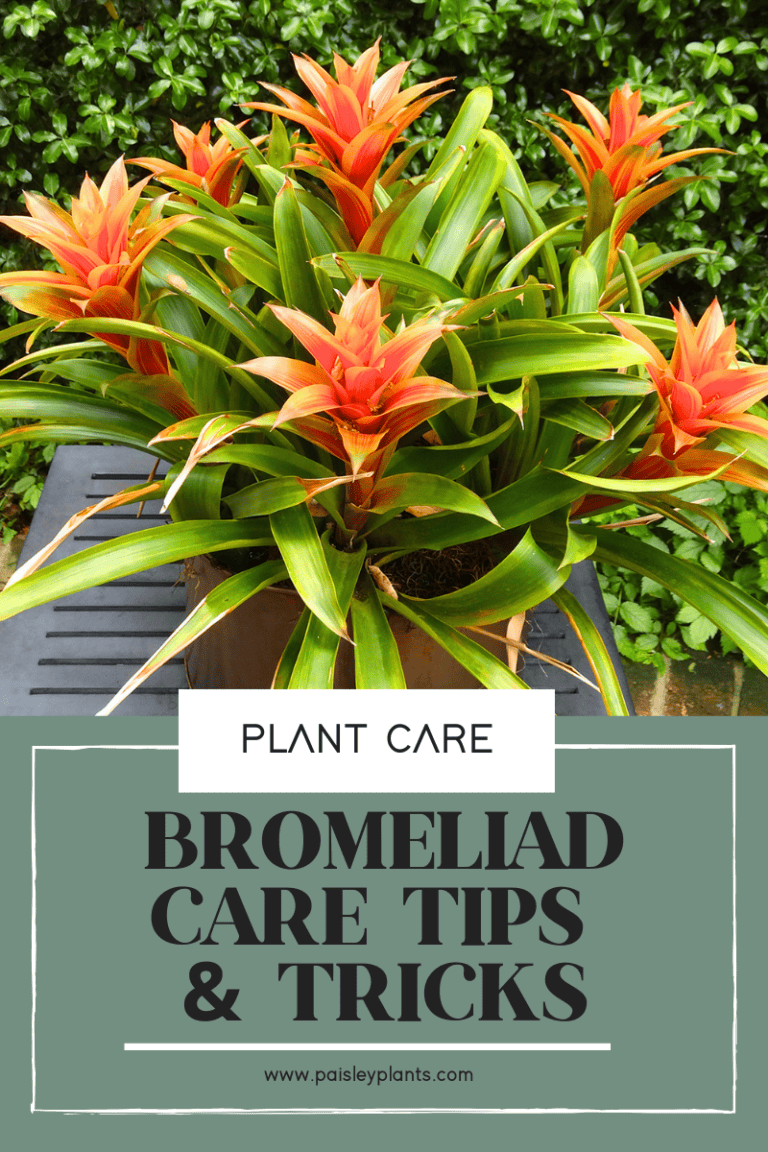 How to Grow and Care for Bromeliad Plants Indoors - Paisley Plants